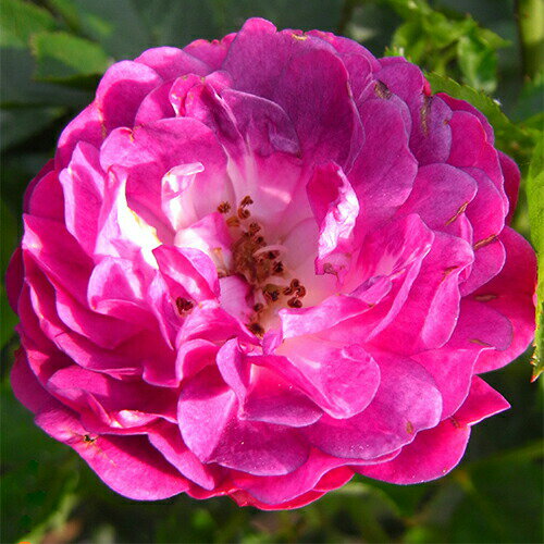 お届けする苗木について 苗木の年齢 2年生 苗木の特徴 接木苗 苗木の形状 4号ポットに仮植 苗木のサイズ ポット部分含め 約40~50cm 植え付け時に必要な切り戻しを行ってからお届けしています。 この商品はメール便不可です。宅配便でのお...