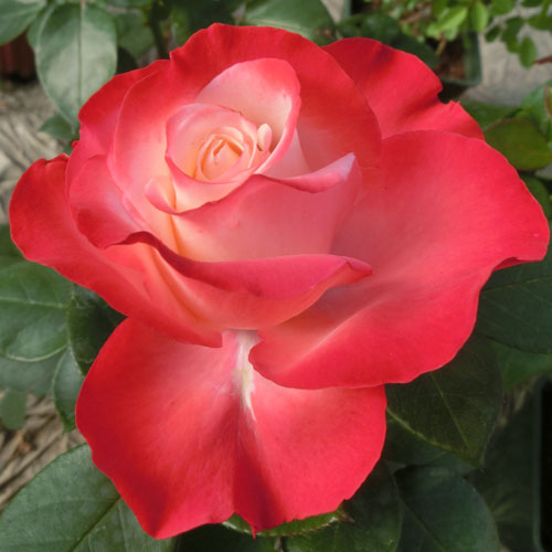 お届けする苗木について 苗木の年齢 2年生 苗木の特徴 接木苗 苗木の形状 4号ポットに仮植 苗木のサイズ ポット部分含め 約40~50cm 植え付け時に必要な切り戻しを行ってからお届けしています。 この商品はメール便不可です。宅配便でのお...