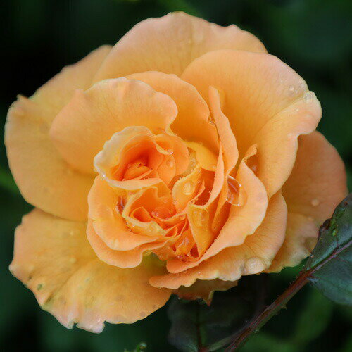 お届けする苗木について 苗木の年齢 2年生 苗木の特徴 接木苗 苗木の形状 4号ポットに仮植 苗木のサイズ ポット部分含め 約40~50cm 植え付け時に必要な切り戻しを行ってからお届けしています。 この商品はメール便不可です。宅配便でのお...