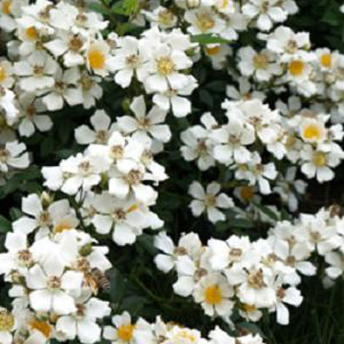 お届けする苗木について 苗木の年齢 2年生 苗木の特徴 接木苗 苗木の形状 4号ポットに仮植 苗木のサイズ ポット部分含め 約40~50cm 植え付け時に必要な切り戻しを行ってからお届けしています。 この商品はメール便不可です。宅配便でのお...