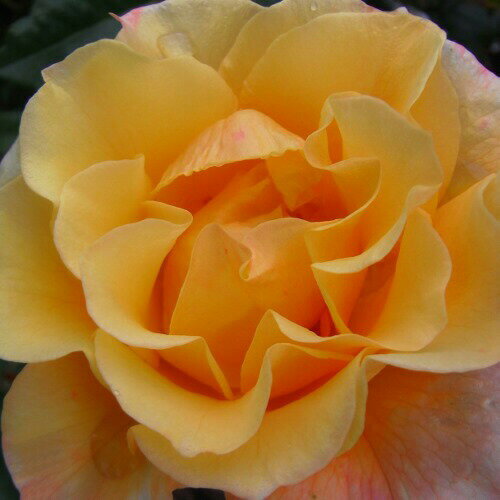 お届けする苗木について 苗木の年齢 新苗 苗木の特徴 接木苗 苗木の形状 4号ポットに仮植 苗木のサイズ ポット部分含め 約40~50cm 植え付け時に必要な切り戻しを行ってからお届けしています。 この商品はメール便不可です。宅配便でのお届...