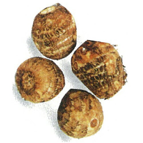 形態 種芋 この里芋は種芋として販売しております。 食用として用いないようお願いいたします。 数量 1kg（15〜20個） ※数量は平均値であり、年により種芋の大きさは異なります。 この商品はメール便不可です。宅配便でのお届けとなります。 ...