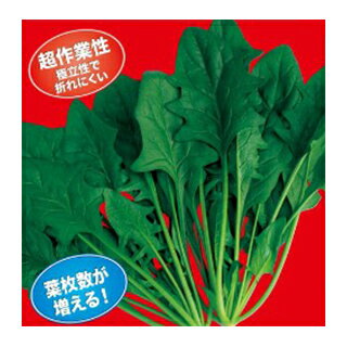 メール便で10袋まで同梱できます。 種子と責任種子は努めて純良なものをご用意しておりますが、商品の性質上100%の純度や発芽は望めません。商品の包装等に記載のある、発芽試験結果を満たした商品をお届けいたします。発芽は播種後の条件により結果が...