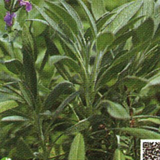 メール便で10袋まで同梱できます。 種子と責任種子は努めて純良なものをご用意しておりますが、商品の性質上100%の純度や発芽は望めません。商品の包装等に記載のある、発芽試験結果を満たした商品をお届けいたします。発芽は播種後の条件により結果が...