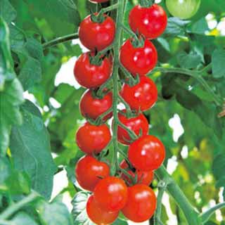 メール便で10袋まで同梱できます。 種子と責任種子は努めて純良なものをご用意しておりますが、商品の性質上100%の純度や発芽は望めません。商品の包装等に記載のある、発芽試験結果を満たした商品をお届けいたします。発芽は播種後の条件により結果が...