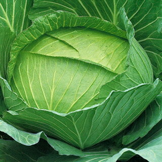 メール便で10袋まで同梱できます。 種子と責任種子は努めて純良なものをご用意しておりますが、商品の性質上100%の純度や発芽は望めません。商品の包装等に記載のある、発芽試験結果を満たした商品をお届けいたします。発芽は播種後の条件により結果が...