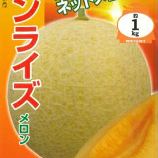 メール便で10袋まで同梱できます。 種子と責任種子は努めて純良なものをご用意しておりますが、商品の性質上100%の純度や発芽は望めません。商品の包装等に記載のある、発芽試験結果を満たした商品をお届けいたします。発芽は播種後の条件により結果が...