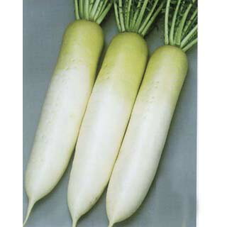 メール便で10袋まで同梱できます。 種子と責任種子は努めて純良なものをご用意しておりますが、商品の性質上100%の純度や発芽は望めません。商品の包装等に記載のある、発芽試験結果を満たした商品をお届けいたします。発芽は播種後の条件により結果が...