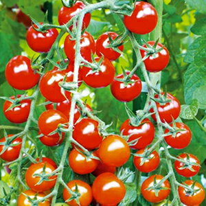 まとめ買いについて：メール便で10袋まで同梱できます。種子と責任種子は努めて純良なものをご用意しておりますが、商品の性質上100%の純度や発芽は望めません。商品の包装等に記載のある、発芽試験結果を満たした商品をお届けいたします。発芽は播種後...