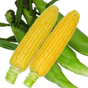 まとめ買いについて：メール便で10袋まで同梱できます。種子と責任種子は努めて純良なものをご用意しておりますが、商品の性質上100%の純度や発芽は望めません。商品の包装等に記載のある、発芽試験結果を満たした商品をお届けいたします。発芽は播種後...