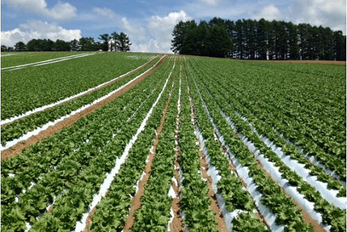 春、夏、秋の野菜栽培に最適です。表が白色、裏が黒色で地温上昇を制御し、制御し、作物の品欠の向上に、除草に、虫除けに、効果を発揮します。 【日本農業システム楽天市場店について】 お客様に自信を持って、おすすめできる商品のみを取り扱い、上質で安...