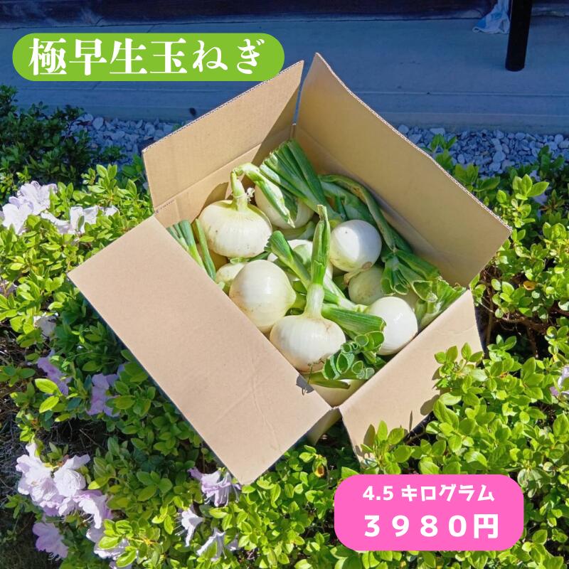 極早生玉ねぎ 4.5kg 野菜 【特別栽培】 イチゴ農園育ちの特別栽培玉ねぎ、召し上がれ！ 特別栽培の農法で好評がある苺とお米の岡本農園による、おいしいおいしい玉ねぎです。農薬も化学肥料も一切使っていないので、安心してお子様のお口に『すこや...