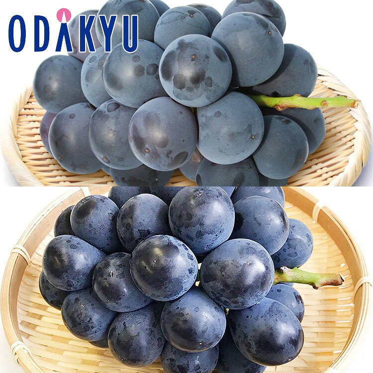 重さ：約0.8kg 内容：山梨県産種なし巨峰（400g以上）×1房山梨県産種なしピオーネ（400g以上）×1房【商品特長】 【黒ぶどう二種の濃い味わい】山梨県産の種なし巨峰と種なしピオーネを、各1房ずつ詰め合わせました。種なし巨峰は、ぶどう...