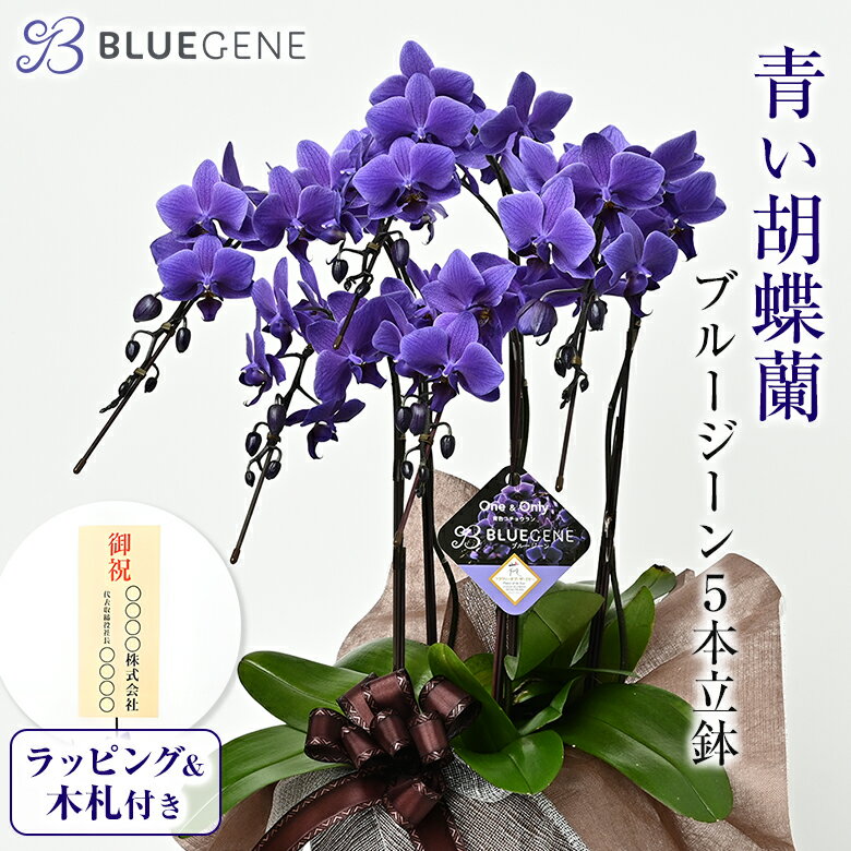 深青の洗練、美しさが薫る特別な贈り物「BLUE GENE 鉢植え5本立鉢」 上質を知る人へ。品格を宿すブルージーン 世界初の青い胡蝶蘭。その気品あふれる佇まいは、上質を知る人にふさわしい逸品。ビジネスシーンや特別な記念日に、洗練された美しさ...
