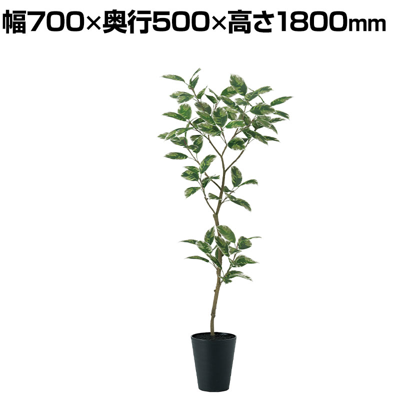観葉植物 人工樹木 フェイクグリーン 造花 デコラトリカラー FST 高さ1800mm 鉢:SA-10(BK) 白とグリーンの葉のコントラストが絶妙で美しい「デコラトリカラー」はゴムの木の仲間です。 商品について サイズ(本体)外寸 / 幅...
