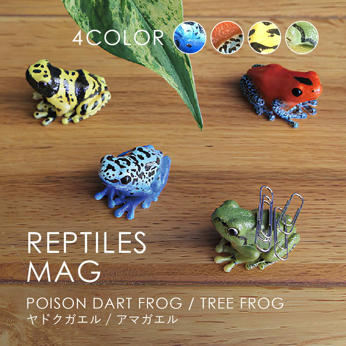 ↓↓ 同シリーズはこちら ↓↓ シリーズ名 REPTILES MAG（レプタイルズ マグ）シリーズ 商品名 POISON DART FROG（ヤドクガエル）TREE FROG（アマガエル） カラー ・BLUE ブルー・STRAWBERRY ...