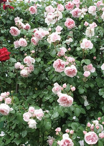 Cinderella 花色：ソフトピンク　香り★☆☆　四季咲き　花径：5〜7cm　伸長2〜3m 丸みを帯びたソフトピンクの愛らしい花が4〜6輪程の房で咲く、オールドローズの雰囲気を持つロマンティックなつるバラです。 壁やトレリスに最適で、冬...