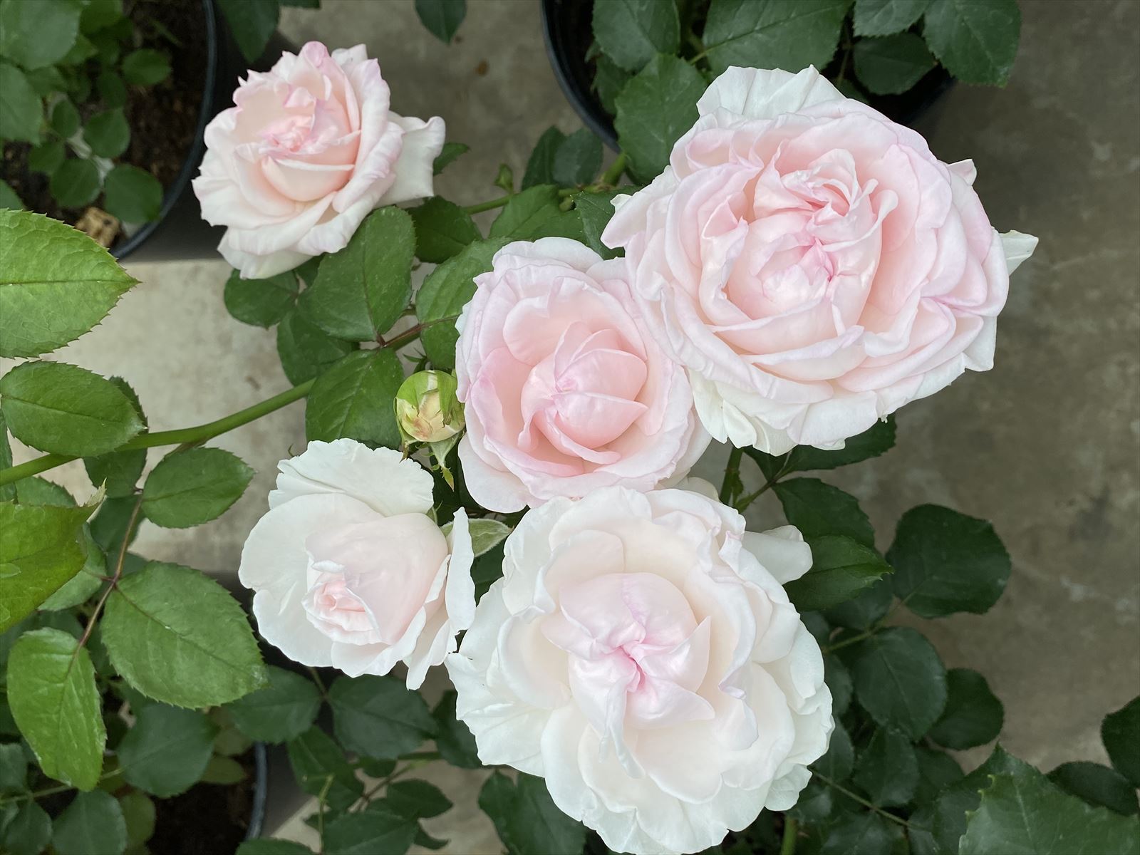 Kunzite 花色：ペールピンク〜クリームピンク　香り：★★★　花径：7cm　花弁数：20〜30枚半剣弁抱え咲き〜ロゼット咲き　伸長：2m　樹形：つる性 やわらかな色合いで優しい雰囲気のつるバラ。フローラルな要素を含んだ調和のとれた芳香も...