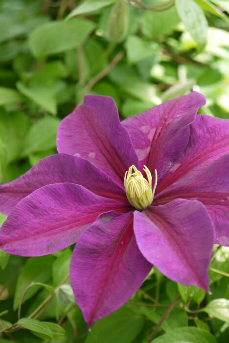 CLEMATIS Empress of India ＜商品について＞ 学名：クレマチス分類：キンポウゲ科・クレマチス属（主につる性落葉低木/つる性多年草） 系統：ジャックマニー系タイプ：新旧両枝咲き剪定：中／強剪定花期：5〜9月花色：紫に赤...