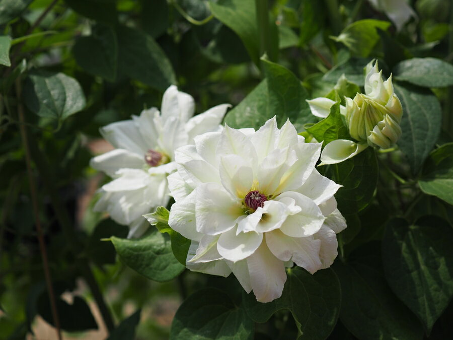 Clematis 'Usagi-no-yukiasobi' 分類：キンポウゲ科（多年生宿根草） 花期：5月上旬 花径：8〜13cm 丈：1.5〜2.0m 弁数：一重〜八重 剪定：弱剪定 パテンス系の品種。 中輪サイズで可愛らしい姿の品種です...