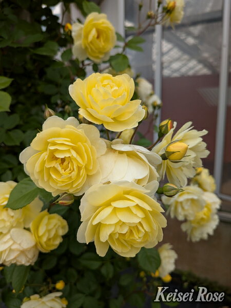 Lemon SILUETTA 花色：レモンイエロー　香り: ★★☆ 開花：返り咲き　花形：半八重咲き 花径：4〜5cm 花弁数：60〜70枚 樹形：つる性　伸長：1.8m ランブラーローズには珍しいレモンイエローの新色がシルエッタシリーズに...