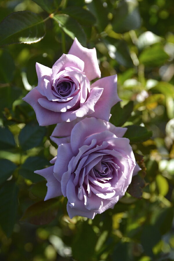 Lilienthal 花色：藤色　香り: ★★☆ 開花：繰り返し咲き　花形：半剣弁八重咲き 花径：中輪 樹形：シュラブ　樹高・幅：1.8m×0.5m 藤色、半剣弁八重咲き、中輪房咲きの花。 半剣弁の整った花形から咲き始め、最後はおおらかで包...