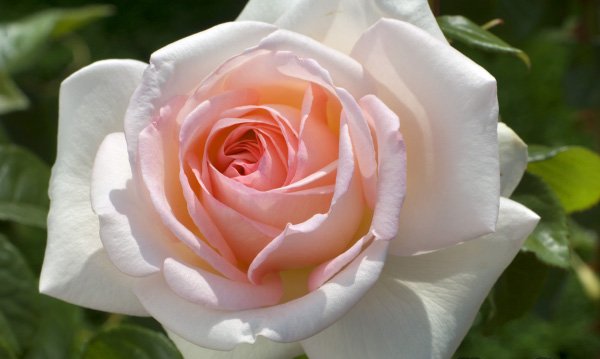 My Garden 花色：パールがかったクリーミーピンク　香り★★★　四季咲き　花径13〜14cm メイアン社から「マイガーデン」誌に贈られたバラです。「パワフルなロサ.センティフォーリア、シトラス、パルマローザの香り」とフランス・グラース...