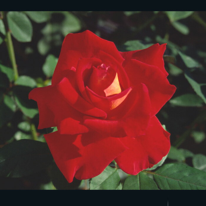 Ranzan 花色：黒紅色　香り：★★★　四季咲き性　花径：12〜13cm　樹高:1.2〜1.5m 花色は黒紅色。花先がシャープに尖る整った花で、花径12cmの大輪咲きとなります。花つきが良く、また香りも強く比較的に育てやすい。古くから紅葉...