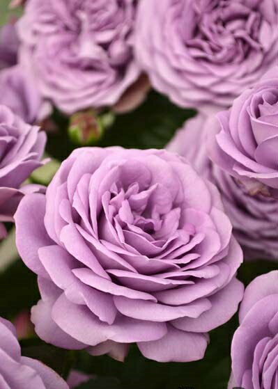 Kinda Blue 花色：モーブ　香り★☆☆　花径：10cm　花弁数：80枚 丸弁ロゼット咲　直立性　樹高：1.2〜1.5m 大きめの花が房になって咲く姿は見事です。 うどんこ病・黒星病に強い品種です。 花名は、花色と「Kind of B...