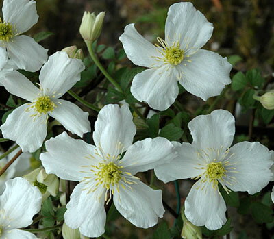 Clematis 'Prosperity' 花期：4〜5月 花径：4〜7cm 丈：2〜4m モンタナ系の品種。 花は白色、ふくよかで丸みを帯び、整った花形がかわいい。 やや波打つ花弁は、数が5〜6弁になったり、半八重気味になったりする。 そ...