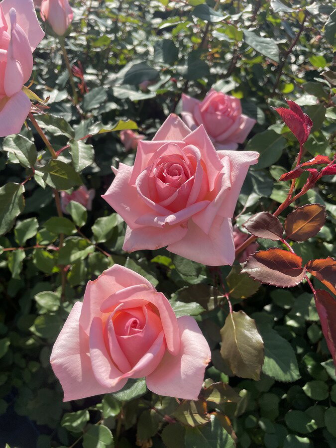 Hitotoki 花色：ピンク　　香り: ★★☆　 開花：四季咲き　 花径：9〜10cm　 樹高：1.2m 作出：2024年　京阪園芸 京阪園芸（ローズソムリエ 小山内 健）作出 アンティークタイプのバラ。 かわいいピンクの花は、うつむいて...