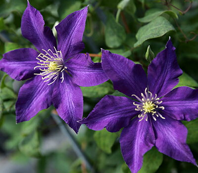 Clematis ’Mystery Train’ 及川フラグリーンオリジナル品種 花期：5〜10月 花径：8〜11cm 丈：1〜1.5m ジャックマニー系（遅咲き大輪系）の品種。 及川フラグリーンのオリジナル、「クレマスター・セレクション」...