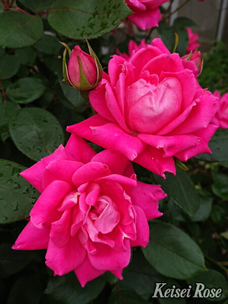 Pink Double Knock Out 花色：ローズピンク　　香り: ★☆☆ 開花：四季咲き 　花形：外側剣弁高芯咲 花径：6〜8cm 樹高：0.9m〜1.2m　樹形：横張り性 作出：メイアン　作出国：フランス　発表年：2009年 ロー...