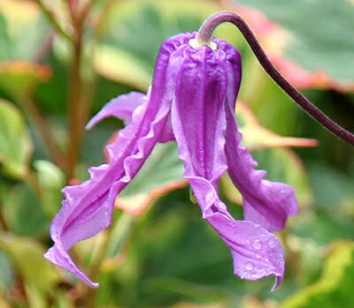 Clematis ’Rosea’ 花期：5〜10月 花径：4〜5cm 丈：0.5〜0.7m 剪定：強 草花のように使える木立性。 光沢がある濃い鮮やかなピンク色で、フリルが入る。 他の草花との混植に華やかさを加えることができる。 【インテグ...