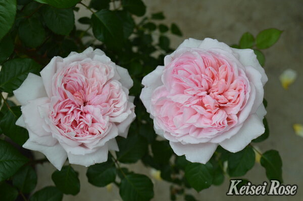 Schonheit 花色：ピンク　　香り: ★★★ 開花：四季咲き　花形：カップ咲〜ロゼット咲 花径：6〜8cm　花弁数：90〜140枚 樹形：直立性　樹高：1.2m 特性：耐病性に優れる/耐暑性あり ドイツ語で「美しさ・美貌」を意味する品...