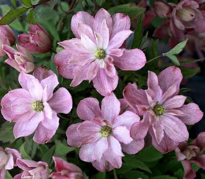 Clematis ’Starlet’ 花期：4〜5月 花径：4〜7cm 丈：2〜4m 剪定：弱 モンタナ系の品種。 アンティーク調のピンクに白の斑点が入るような八重咲きで、表情豊かな咲き姿。 次なる名花の予感。 当系統でも枝の伸びはゆっくり...