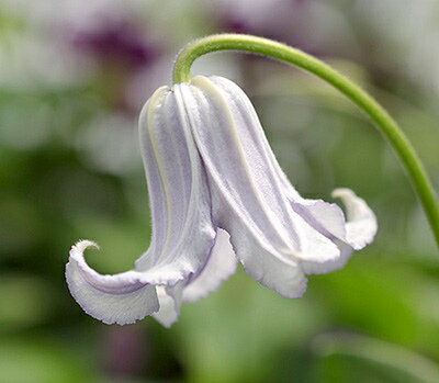 Clematis ’Taikan’ 及川フラグリーンのオリジナル品種です。 花期：5〜10月 花径：4〜5cm 丈：0.3〜0.5m 剪定：強 インテグリフォリア系の品種。 草花のように使える木立性。 白色を基調とし、内側に淡く青筋が入る、...