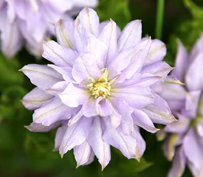 Clematis ’Tenku’ 及川フラグリーンのオリジナル品種。 花期：5〜10月 花径：11〜14cm 丈：1.5〜2.5m 剪定：弱 パテンス八重系（早咲き大輪系）の品種。 落ち着いた藤色、中心部がやや緑色がかる。 重たすぎず、豪華...