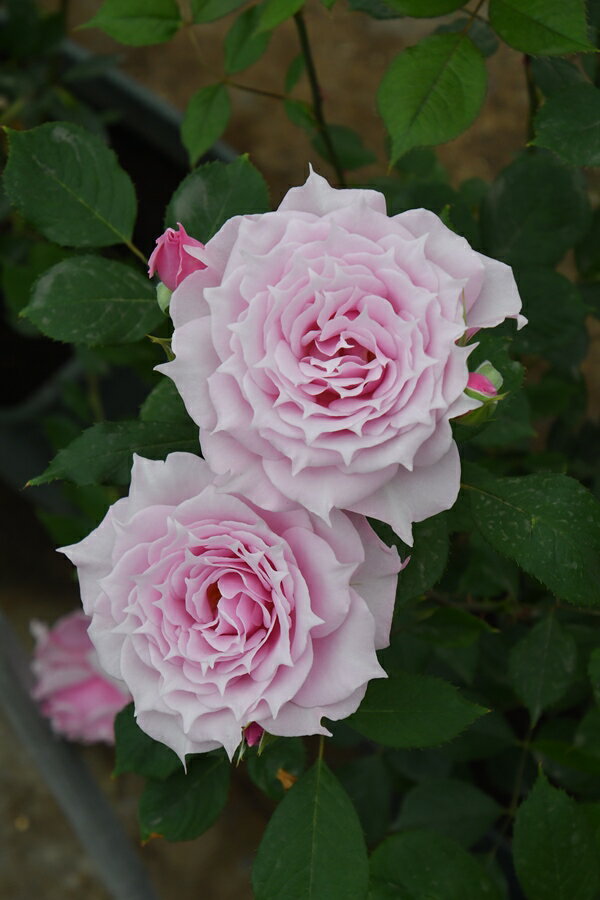 Elixir 花色：淡いピンク　香り: ★★☆ 開花：四季咲き　花形：宝珠弁咲き 花径：中大輪 樹形：木立性　樹高：90〜120cm 「エリクシル」とは、奇跡をもたらす秘薬のこと。 このバラには、従来のバラにはない新しい花形と香りの可能性が...