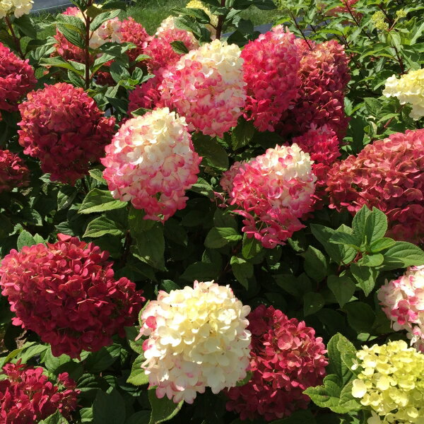Hydrangea paniculata 'Grande Lime Punch ’ 耐寒性落葉低木　アジサイ科アジサイ属 開花時期：初夏〜秋　 草丈・樹高：90〜150cm 株幅・樹幅：90〜150cm 最低温度：約-30℃まで※最低温度は...