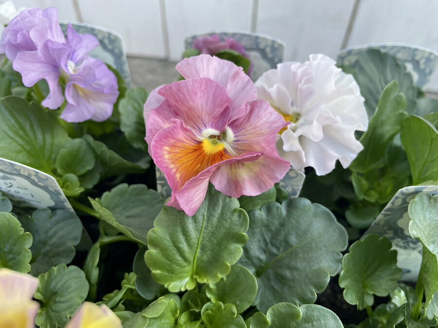 Viola tricolor L.'Morgenrot' ※花色の指定はできませんのでご了承ください。 科名：スミレ科スミレ属 / 耐寒性一年草 開花期：11〜4月 草丈：15〜20cm程度 用途：花壇・鉢植え・プランター 日照：日向 遊花...