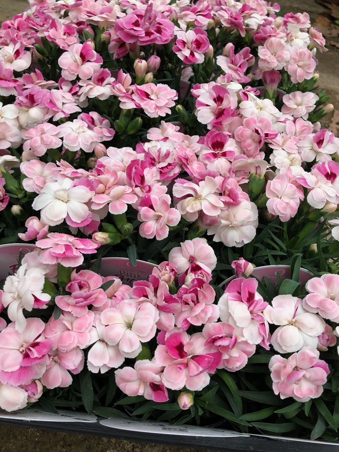 ‘Pink & Proud’ 分類：ナデシコ科ナデシコ属/耐寒性多年草 花期：春・秋 草丈：20〜30cm 用途：花壇 / プランター / 鉢植え / 寄せ植え 濃いピンクと淡いピンク〜白のバイカラーがとても華やかなガーデン向きダイアンサス...