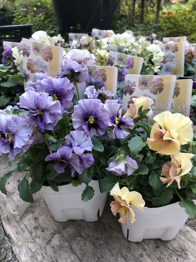 シルキービオラ　’コルティルーチェ’ ※花色の指定はできませんのでご了承ください。 分類：スミレ科スミレ属/耐寒性一年草 草丈：20〜30cm 花期：11〜5月 日照：日向 耐寒性：強 耐暑性：弱 用途：花壇 / 寄せ植え / 鉢植え 北島...