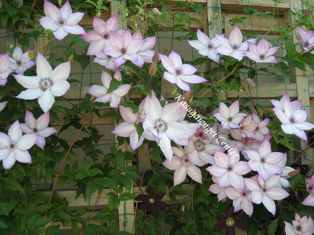 Clematis 'Utopia' 杉本公造（春日井園芸センター）オリジナル品種 花期：6〜11月 花径：11〜17cm 草丈：2〜3m 剪定：中/強剪定 咲き方：新旧両枝咲き フロリダ大輪系の品種。 フロリダからの交配種。 淡紫色地に白（...