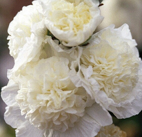 アルセア（ホリホック）　タチアオイ（立葵）　宿根草　ダブル（八重咲き）　ホワイト ＜商品について＞ ホリホックは、まっすぐに伸びる草姿からタチアオイ（立葵）の和名があります。 純白の花弁が重なり合う、美しい大輪花。生育旺盛でよく咲きます。 ...