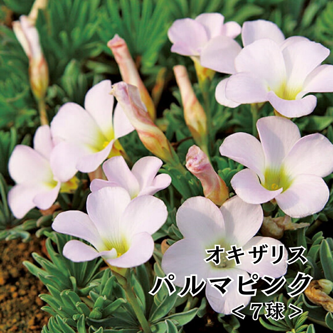 商品名オキザリス パルマピンク 7球入内容量（球）7球生産国日本 made in Japan球根生産者白子園芸（千葉県）広告文責株式会社ジョリーブ 電話番号：0475-32-2965 フリーダイヤル：0120-246-032製造販売元株式会...