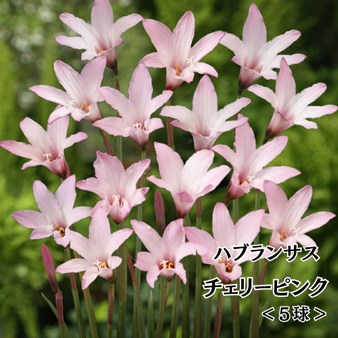 ※ページ内の写真はイメージです。植物は色や形状など個体差がございます。千葉県長生村にあります 自社化粧品工場にて 開発から製造、出荷までを一貫して行っております。 （※一部商品は楽天倉庫からの出荷となります） ご質問等ございましたらお問合せ...