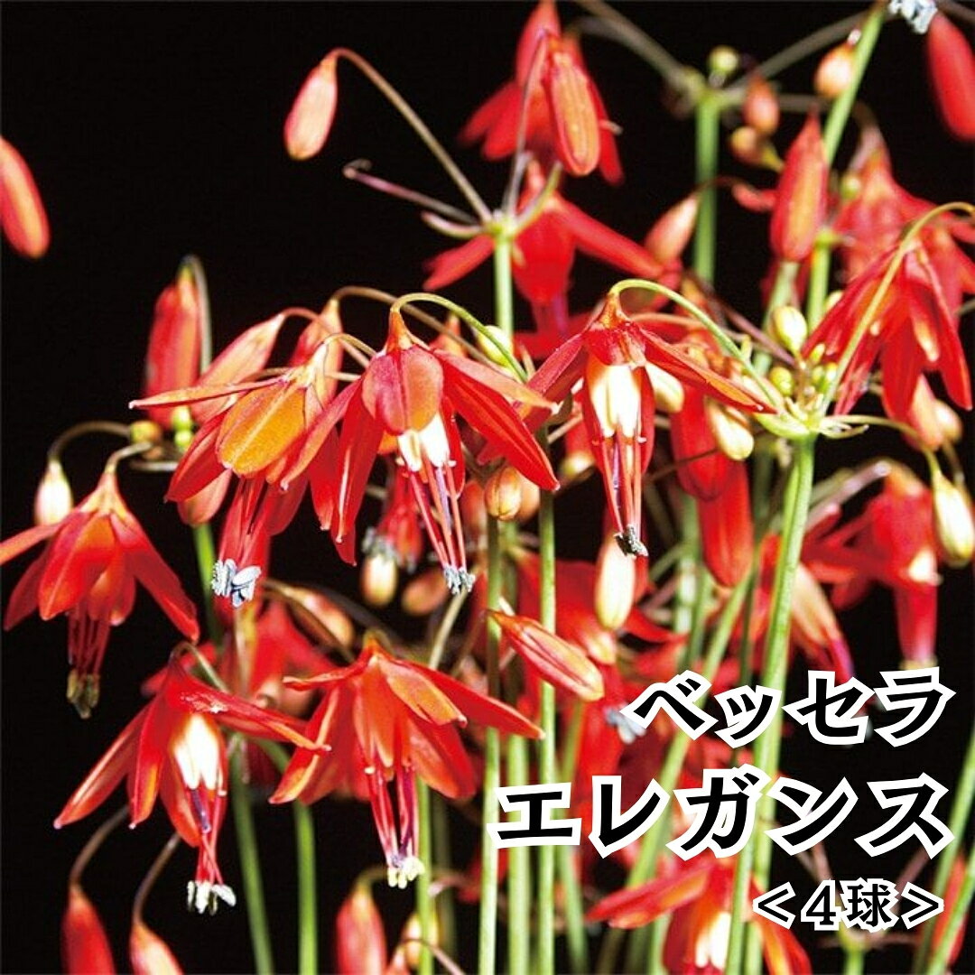 ※ページ内の写真はイメージです。植物は色や形状など個体差がございます。千葉県長生村にあります 自社化粧品工場にて 開発から製造、出荷までを一貫して行っております。 （※一部商品は楽天倉庫からの出荷となります） ご質問等ございましたらお問合せ...
