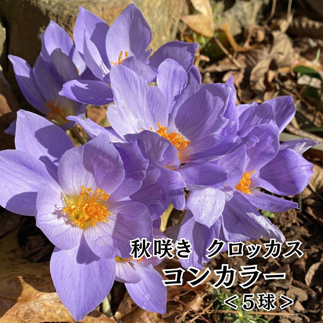 商品名オキザリス パルマピンク 7球入内容量（球）7球生産国日本 made in Japan球根生産者白子園芸（千葉県）広告文責株式会社ジョリーブ 電話番号：0475-32-2965 フリーダイヤル：0120-246-032製造販売元株式会...