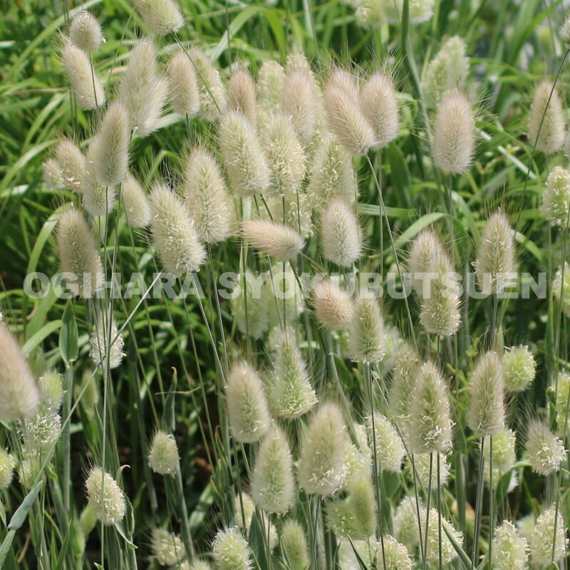 記事　～2026年　2/18～ 再販売開始しました 入荷が間に合わず一旦品切れとなる場合がございますが 当面は繰り返し販売予定です（数日で入荷する予定です） ※ご予約、お取り置きはお受けしてございません ※3月～4月はご注文が集中し、度々品...